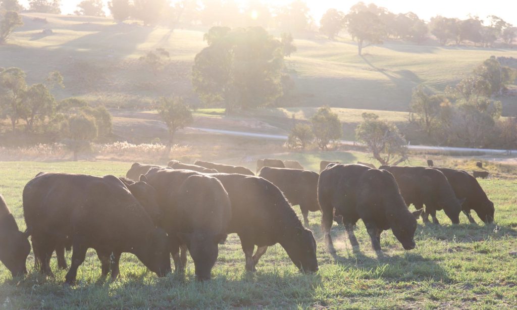 About Crawford Angus – Crawford Angus