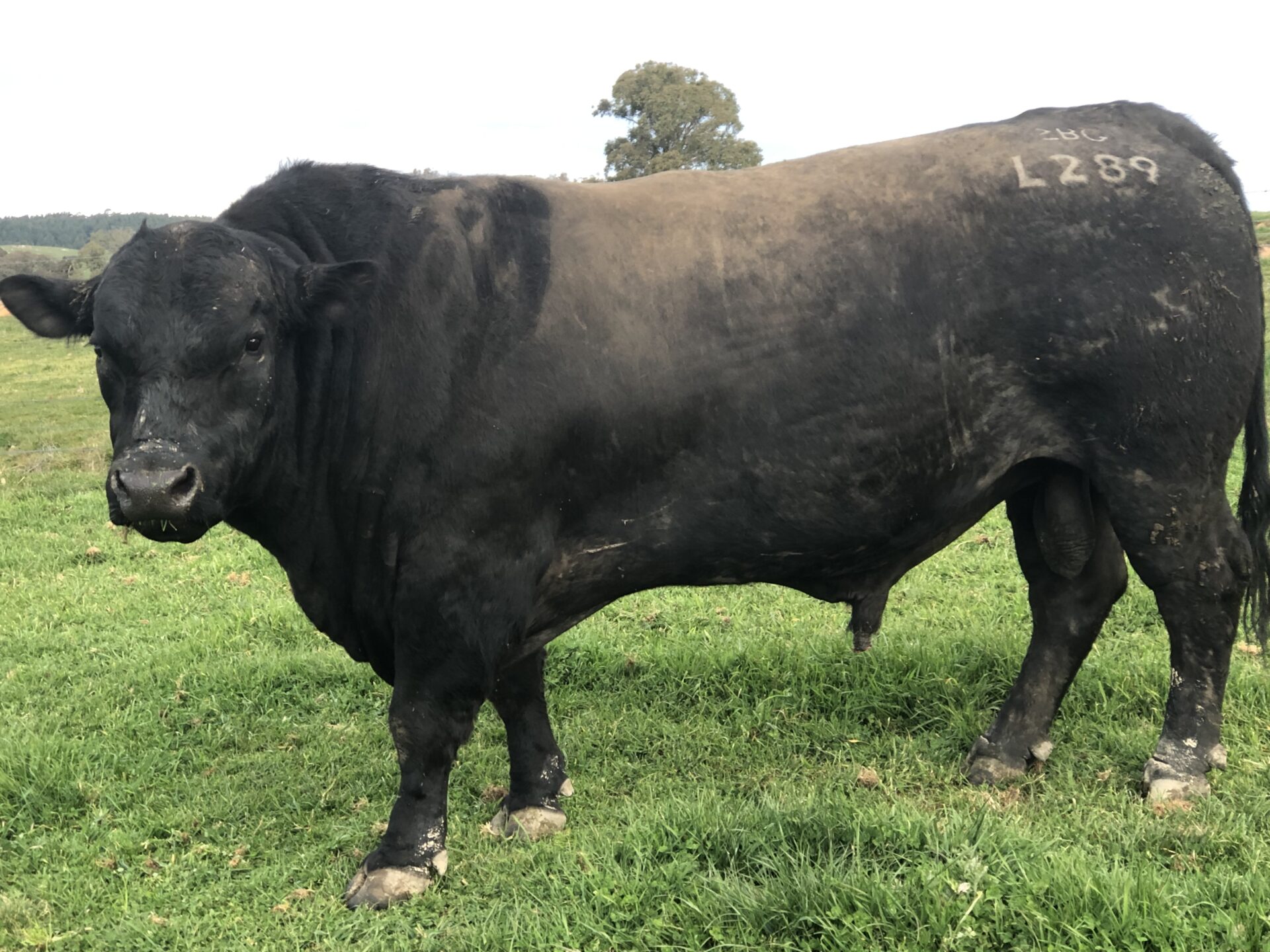 Stud sire – Crawford Angus