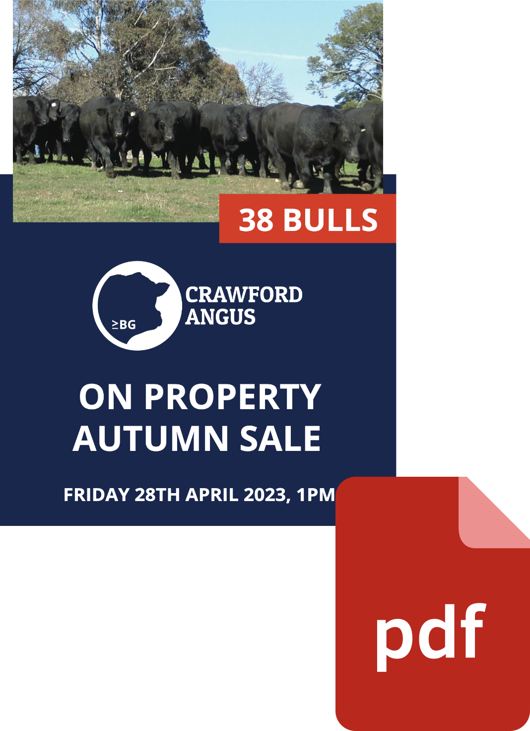 Sale day – Crawford Angus