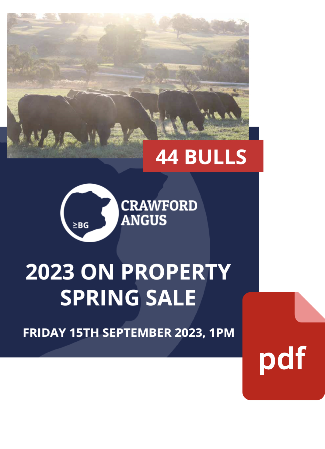 Sale day – Crawford Angus
