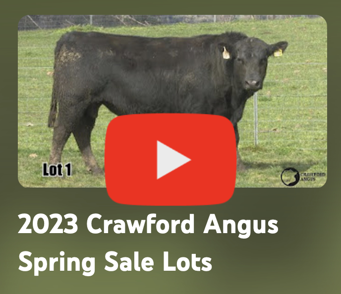 Sale day – Crawford Angus