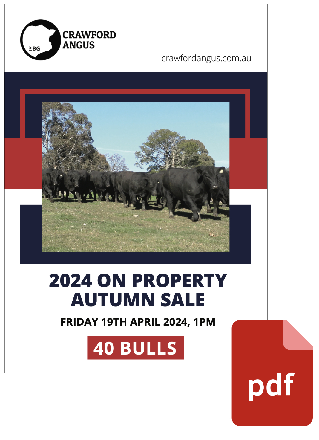 Sale day – Crawford Angus