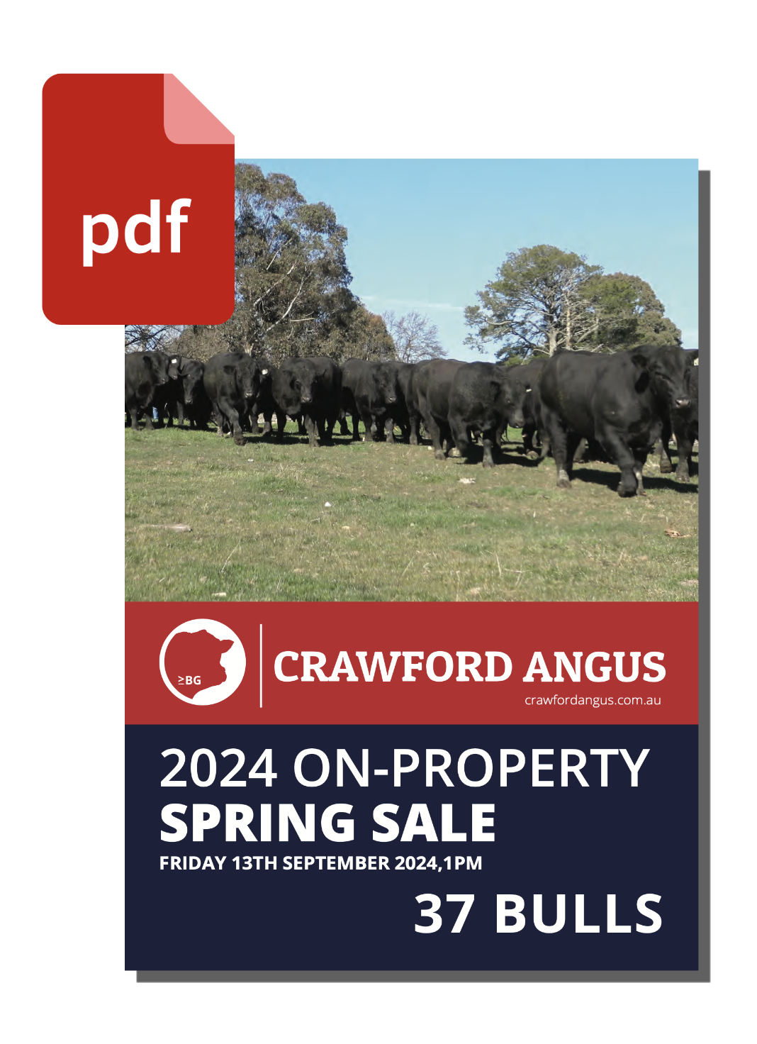Sale day – Crawford Angus